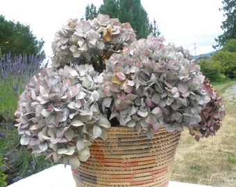 Offering a variety of dried hydrangea flowers by HydrangeaRangers