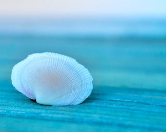 Seashell Photography Sea Shell Photography Seashell Photo