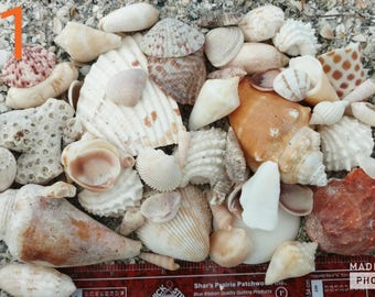 Bulk seashells | Etsy