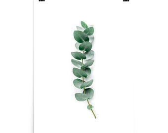 Eucalyptus leaves | Etsy