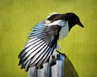 sterling silver magpie pin