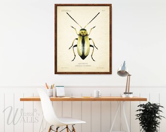 Insect wall art | Etsy