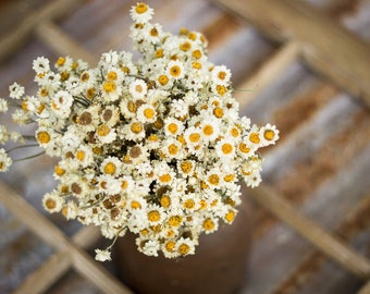 Dried flowers | Etsy