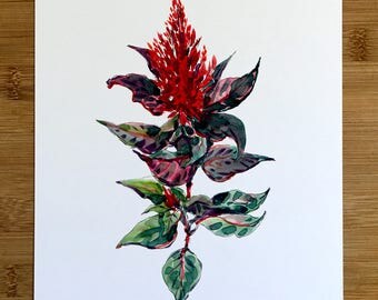 Celosia | Etsy