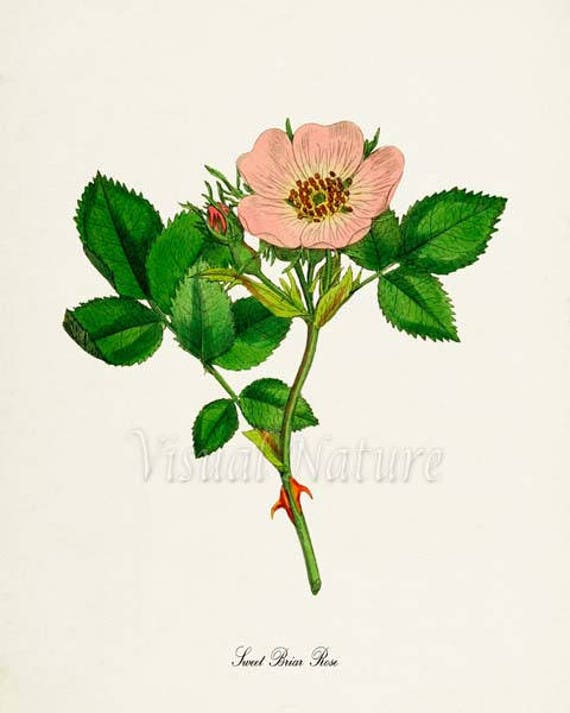 Sweet Briar Rose Flower Art Print Rose Botanical Art Print