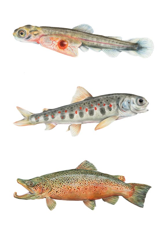 brown trout life cycle