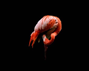 Abstract flamingo | Etsy