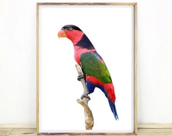 Parrot poster | Etsy