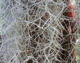 Spanish moss | Etsy