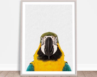 Macaw poster | Etsy