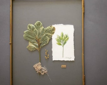 Framed herbarium | Etsy
