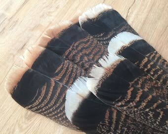 Wild turkey feathers | Etsy