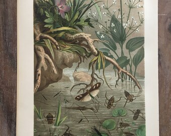 Antique insect print | Etsy