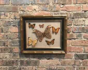 Butterfly display | Etsy