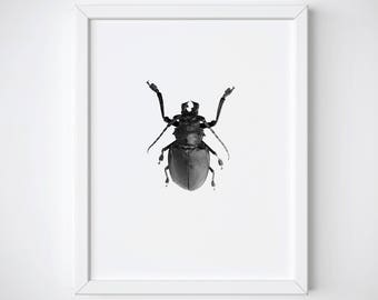 Insect wall art | Etsy