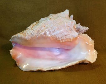 Large conch shell | Etsy