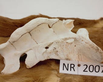 Cow bone | Etsy