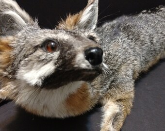 Taxidermy fox | Etsy