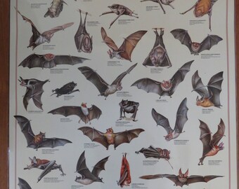 Vintage bat print | Etsy