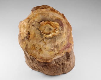 Petrified wood | Etsy