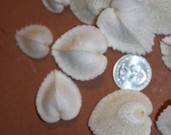 Heart shaped shell | Etsy