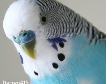 Blue parakeet | Etsy