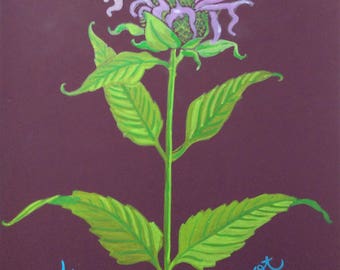 Wild bergamot | Etsy