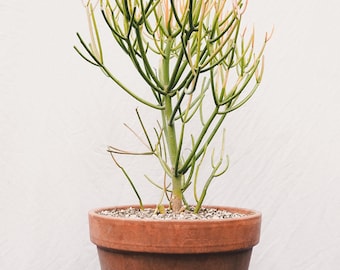 Euphorbia tirucalli | Etsy