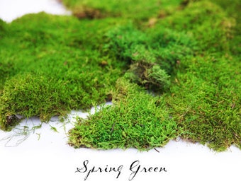 Preserved moss | Etsy