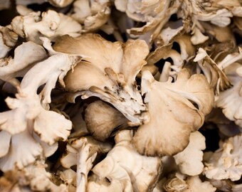 Buhner Protocol Starter Package