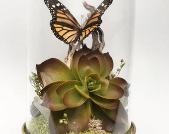 Butterfly terrarium | Etsy