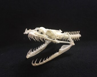 Boa constrictor | Etsy