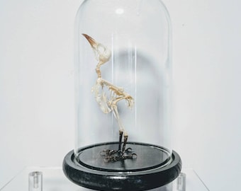 Taxidermy birds | Etsy