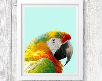 Macaw poster | Etsy
