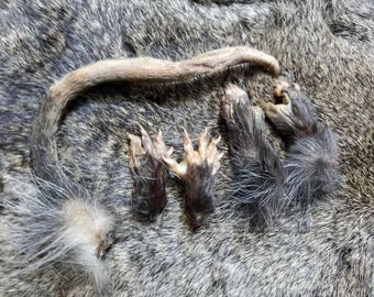Possum Foot Necklace or Key chain Real Paw Taxidermy opossum