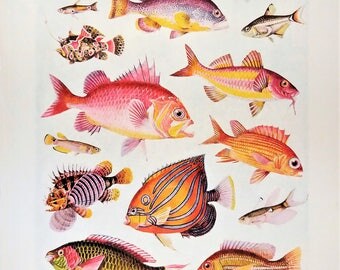 Vintage fish print | Etsy