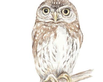 Pygmy owl | Etsy
