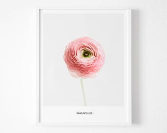 Ranunculus | Etsy