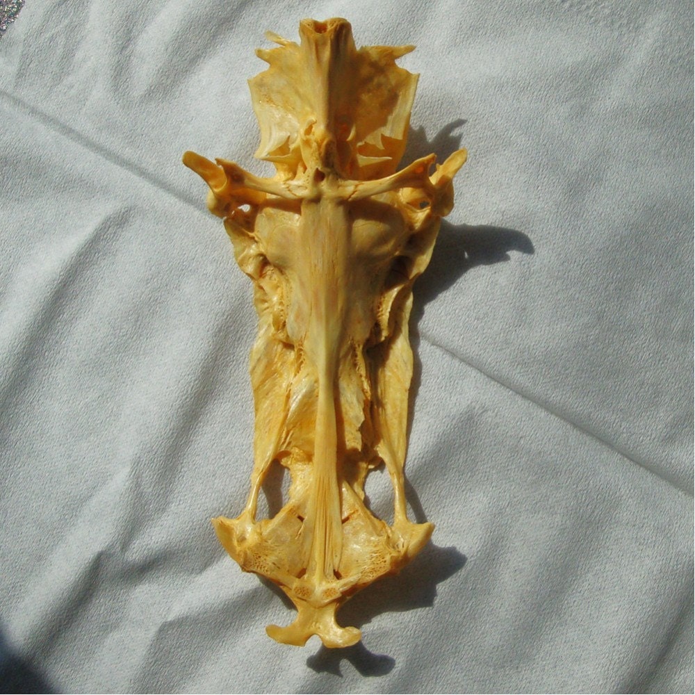 Devil's Skull (found on the beach) : r/WTF